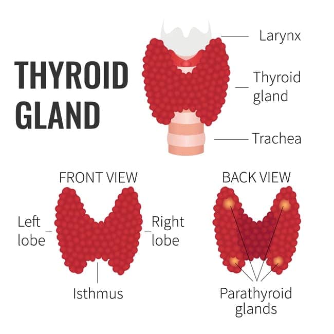 thyroid glandular uk